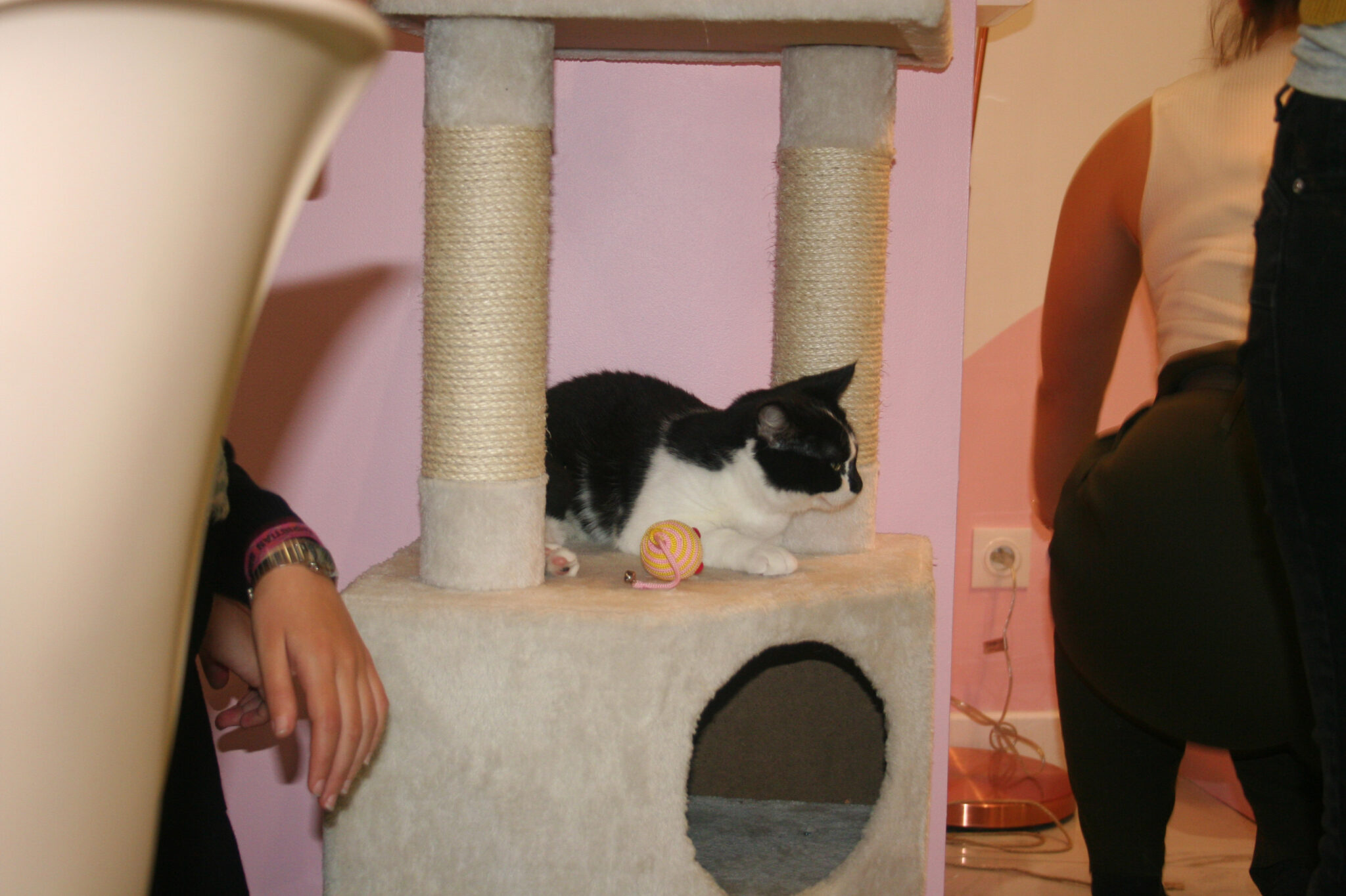 Coffee Cat Rouen : Café avec Chats en Attente d’Adoption et Atmosphère ...